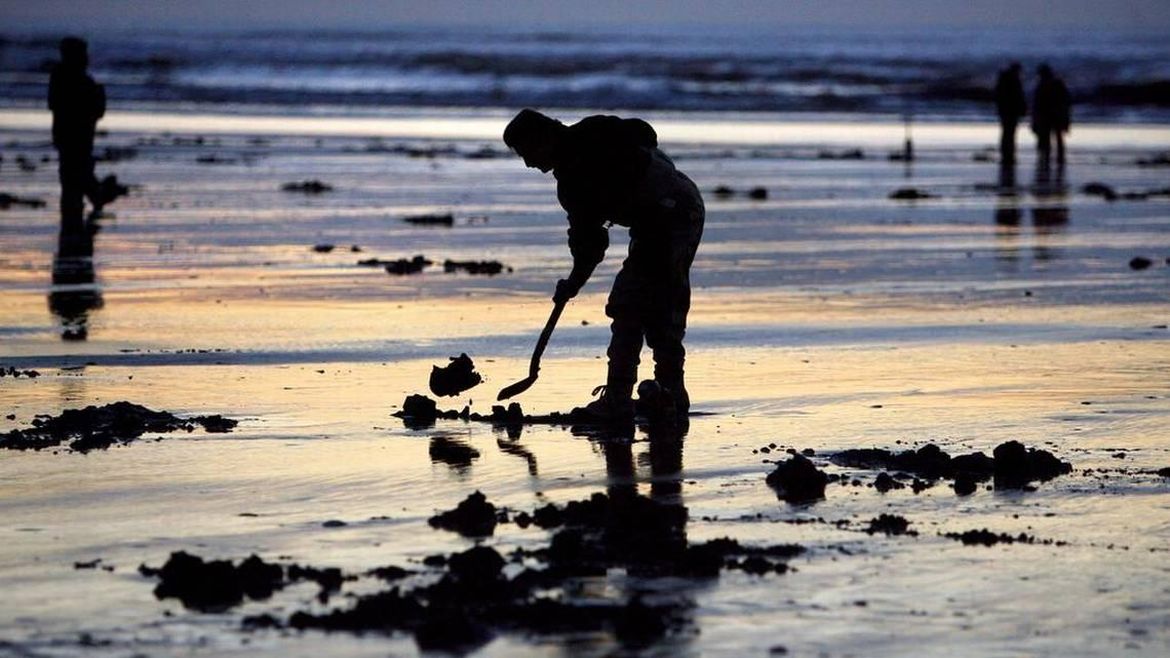 Tentative schedule released for fall razor clam season, set to begin in ...