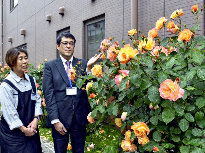 ‘Anne Frank’ roses bloom at school in Tokyo