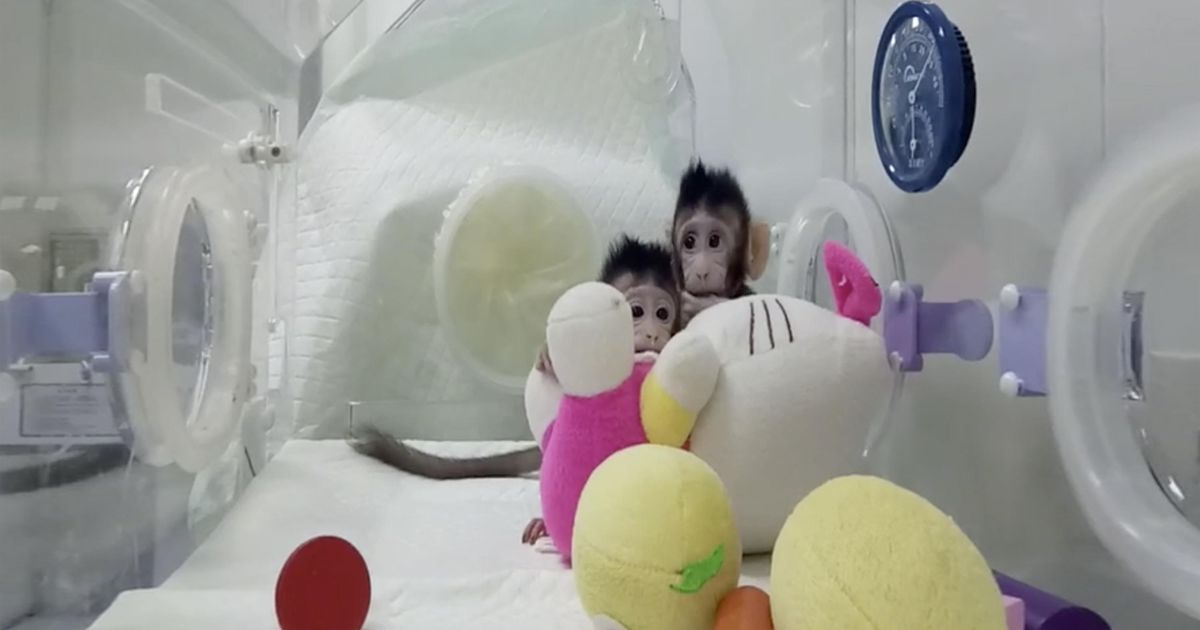 Move over, Dolly: Monkeys cloned; a step closer to people? | The ...
