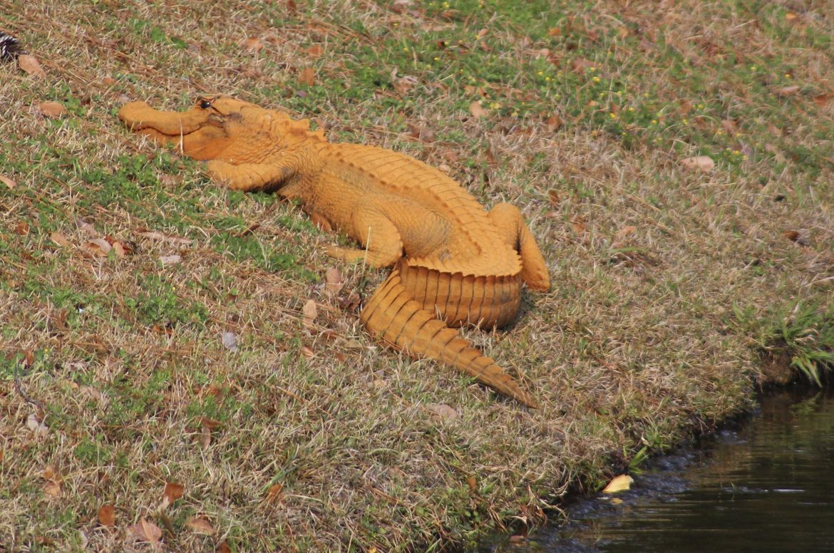 Too much self-tanning lotion? Orange gator puzzles residents | The ... Too much self-tanning lotion? Orange gator puzzles residents | The ...