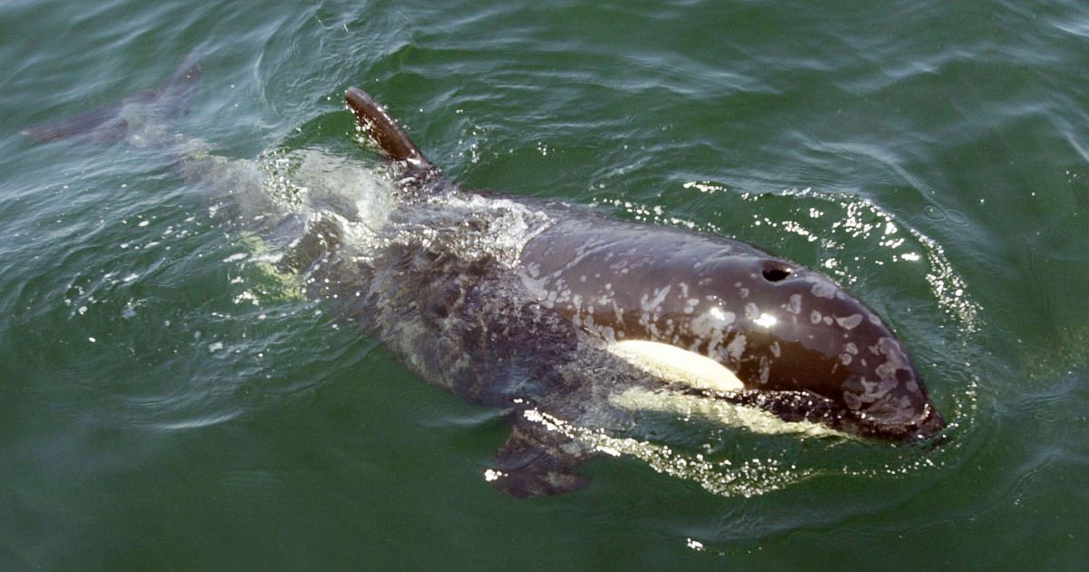 It’s satellites, scat in whale probe