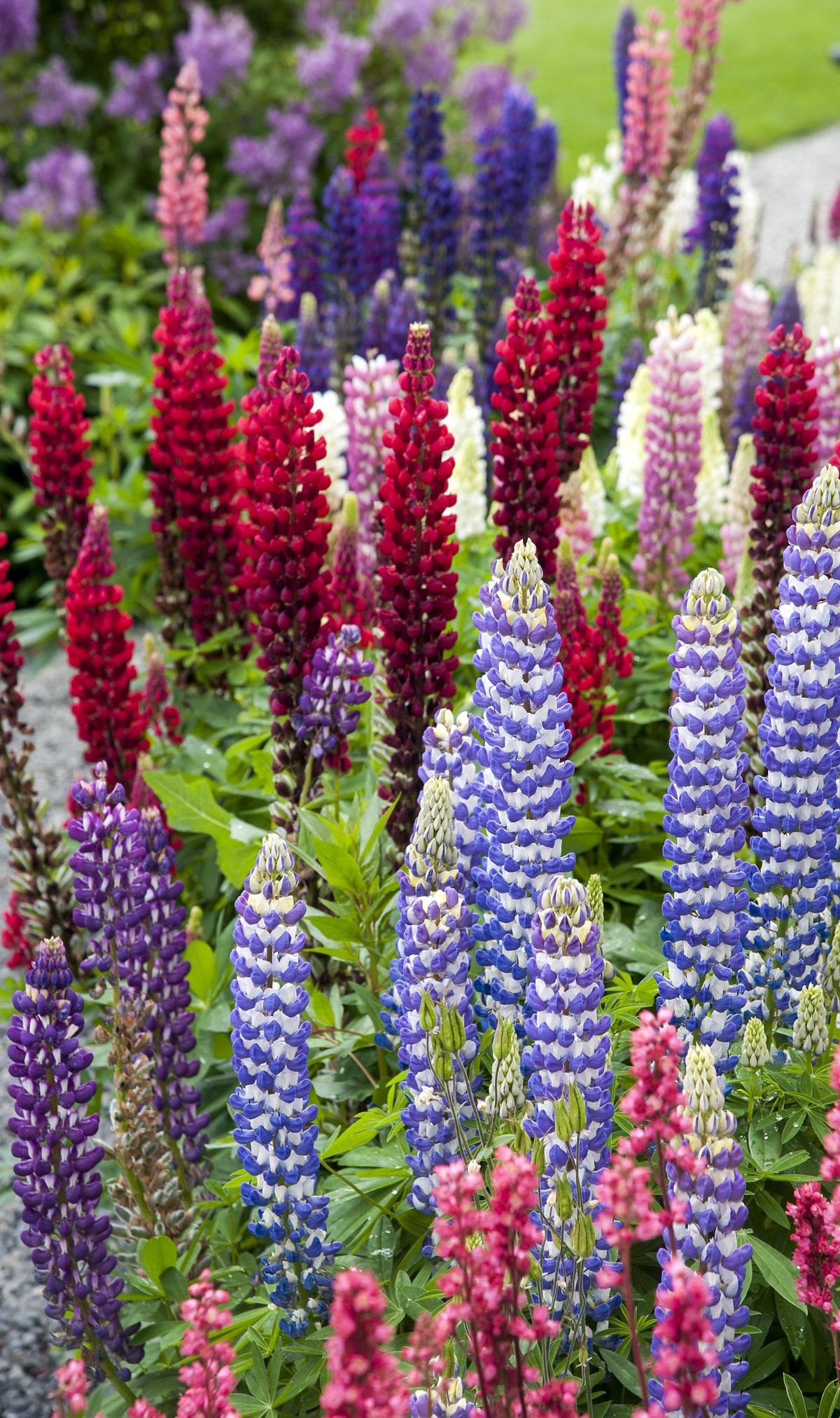 Mike Di Biase's garden - June 12, 2016 | The Spokesman-Review