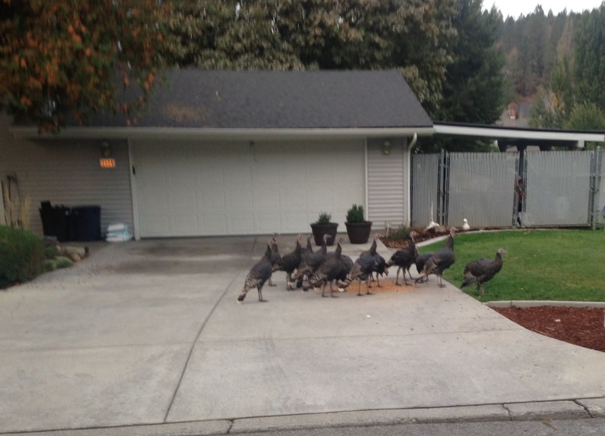 Spokane wild turkeys pose challenge to being neighborly | The Spokesman ...