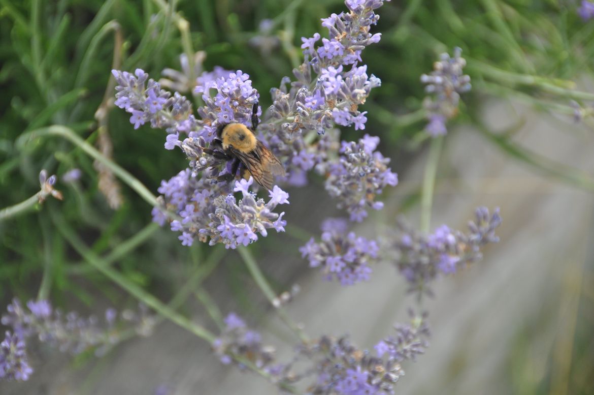 Gardening: Plant early bloomers to help pollinators