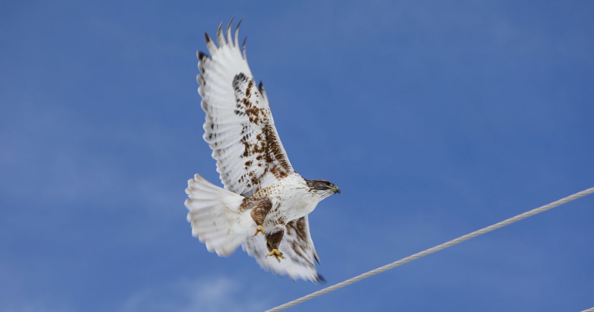 Spokane Audubon’s March 10 online meeting will feature Texas hawk watch ...