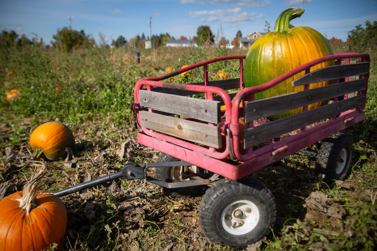 Folks flock to Green Bluff for variety of fall fun - Oct. 6, 2019 | The ...