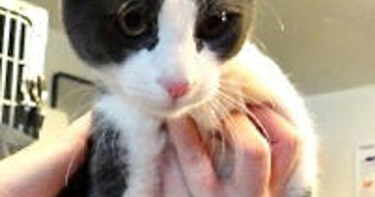 Creature Feature: Leonard, a short-haired cat