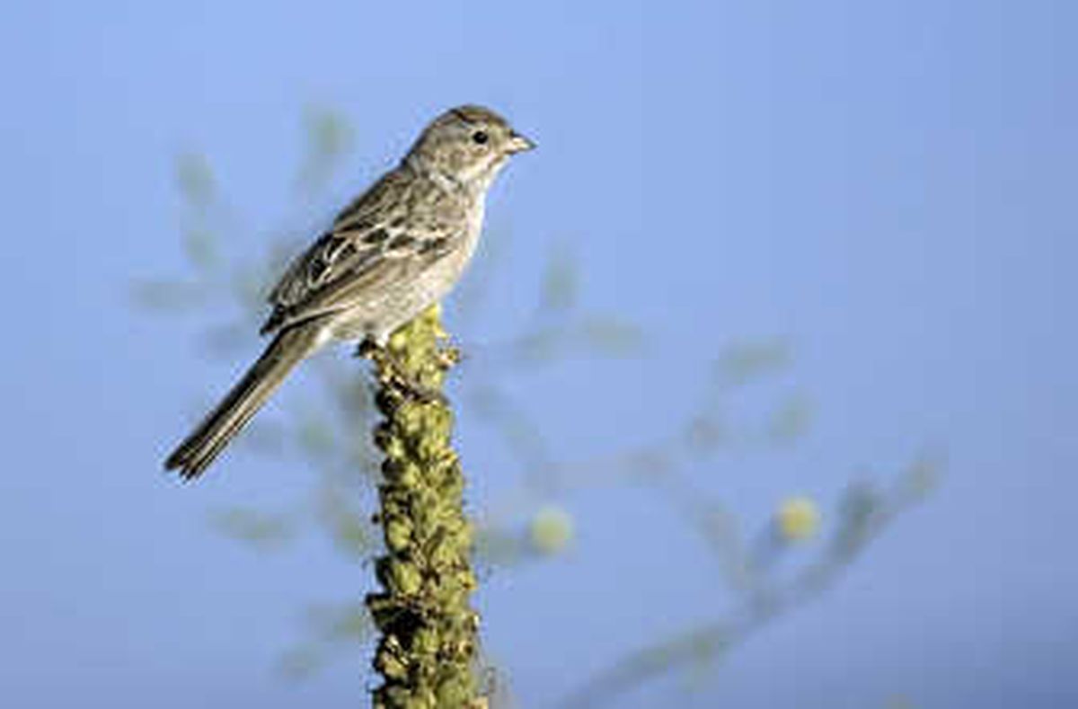 Sparrow sighting | The Spokesman-Review